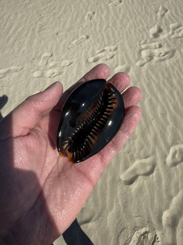 Humpback Cowry in January 2026 by Victor Day · iNaturalist