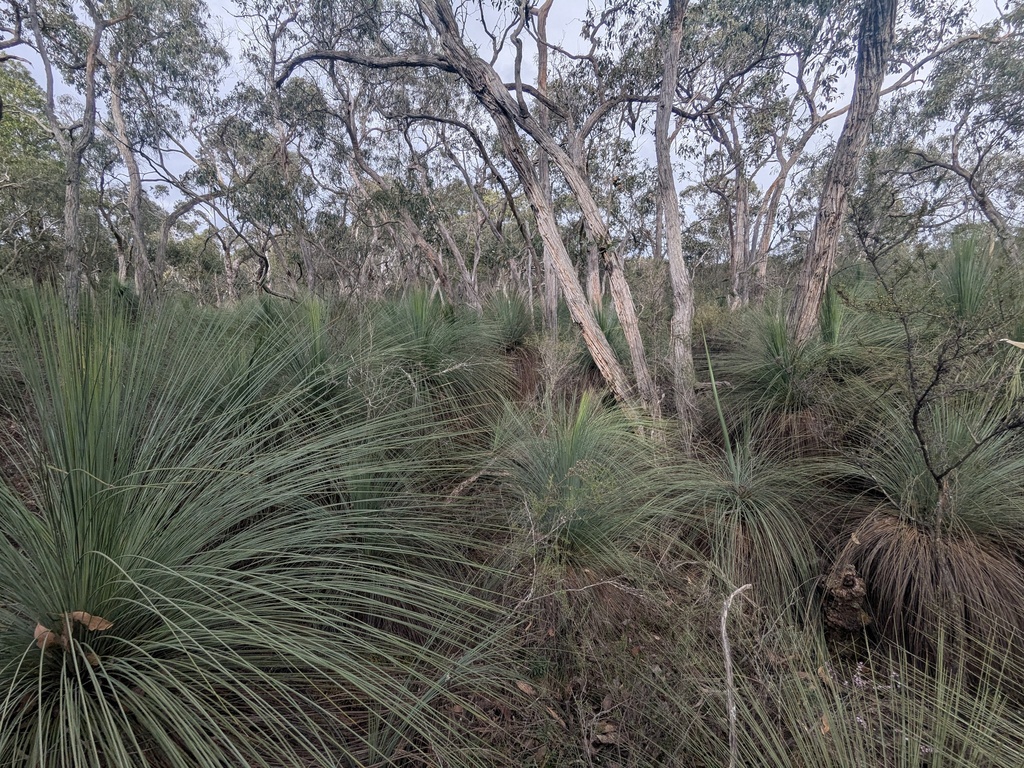 Austral Grass-tree from Glencoe SA 5291, Australia on September 25 ...