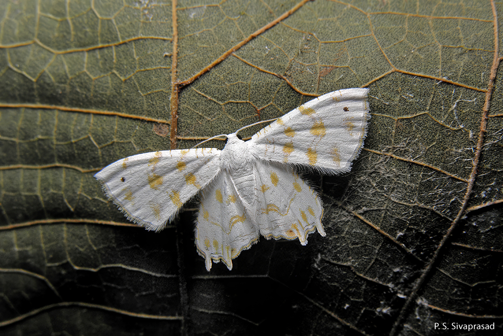 Epiplema fulvilinea from Muthalamada South, India on August 1, 2010 at ...