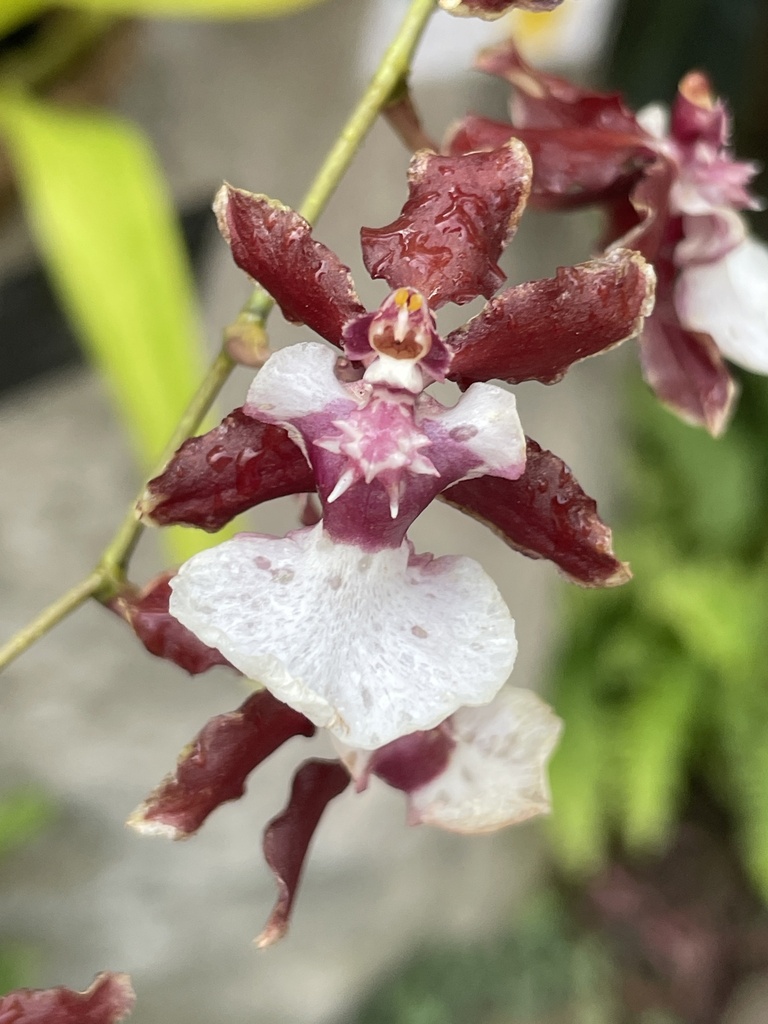 dancing lady orchids from Akashi Kaikyo National Government Park, 淡路市 ...