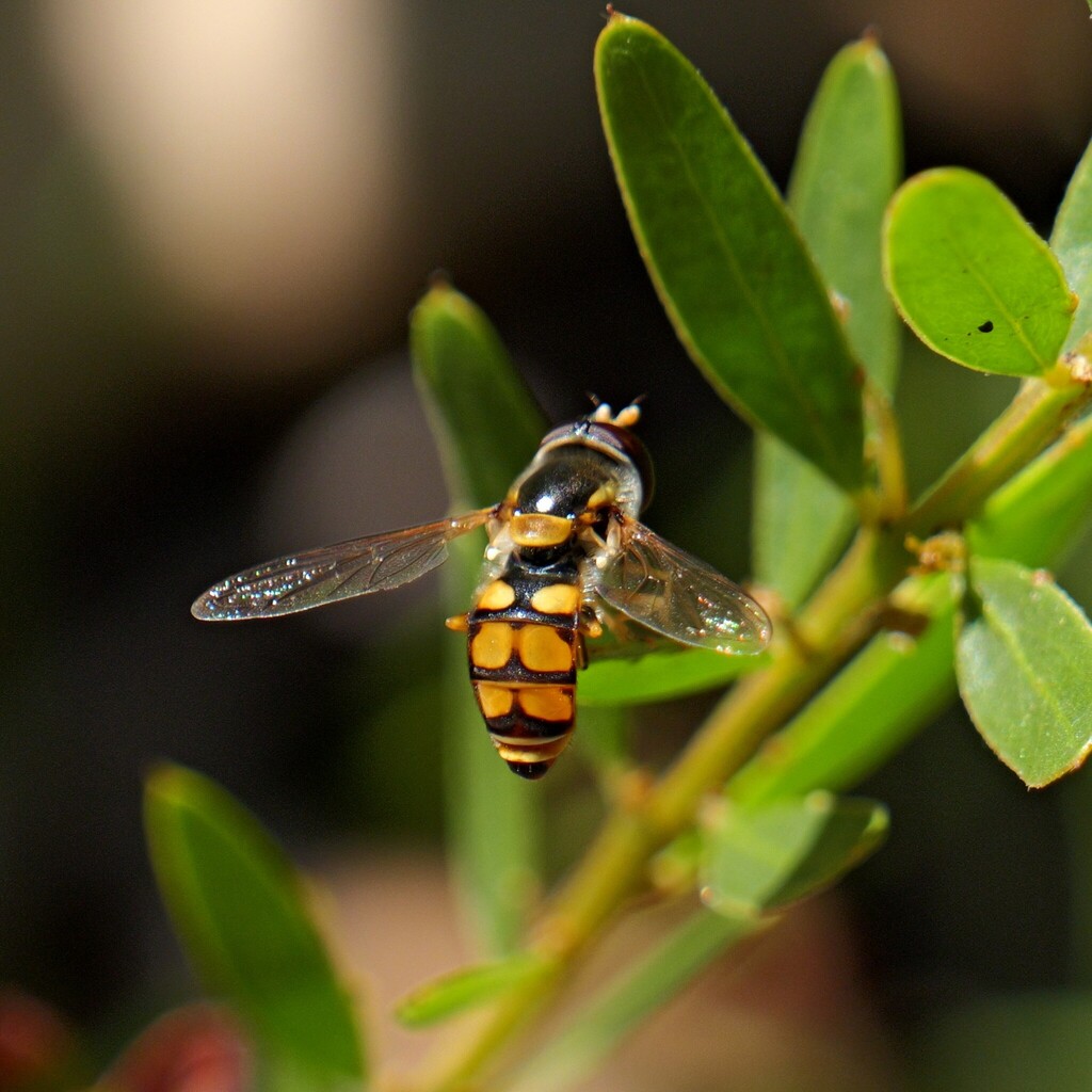 Yellow-shouldered Stout Hover Fly from Sydney Olympic Park NSW 2127 ...