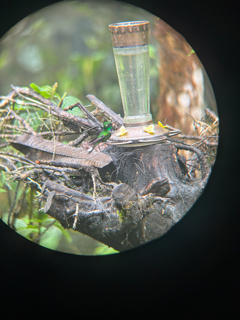 Purple-bibbed Whitetip from Quito, EC-PI, EC on January 11, 2026 at 09: ...