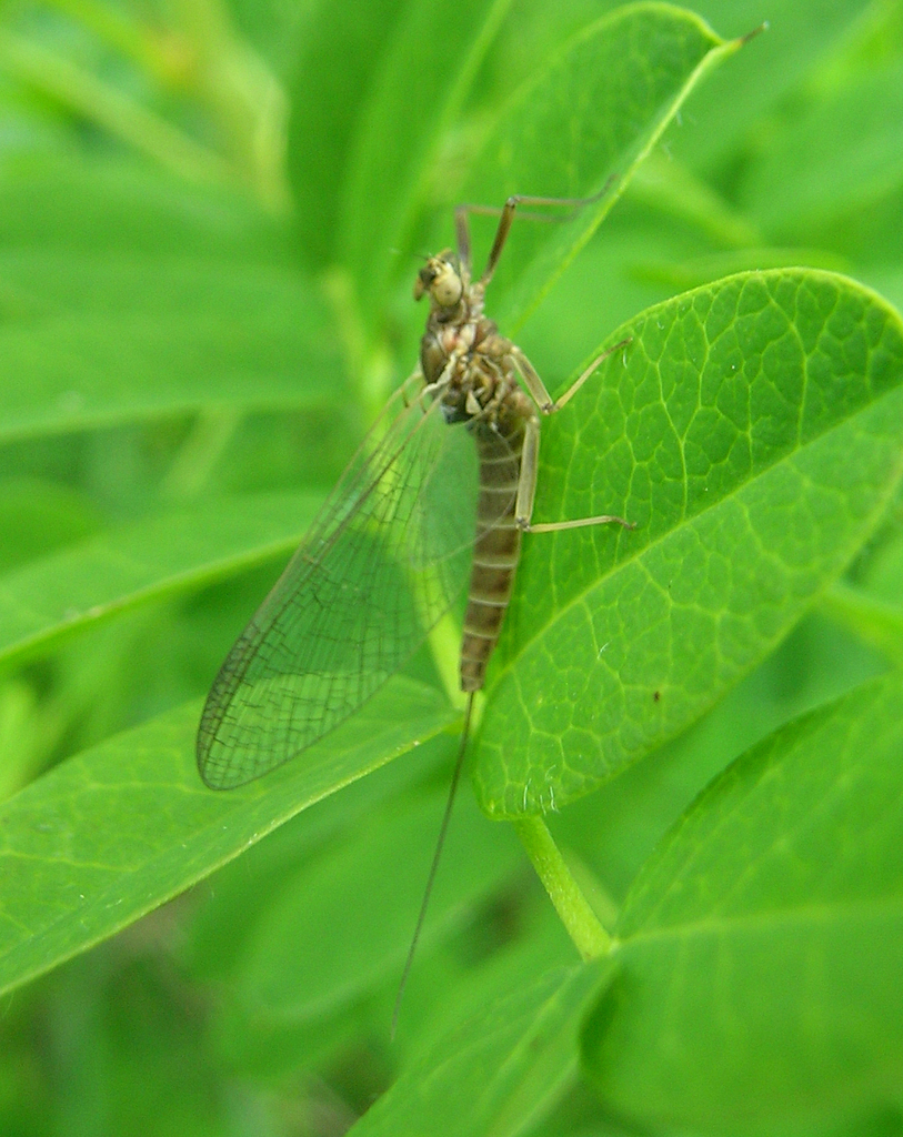 Stream Mayflies from Edworthy Park, 5050 Spruce Dr SW, Calgary, AB T3C ...