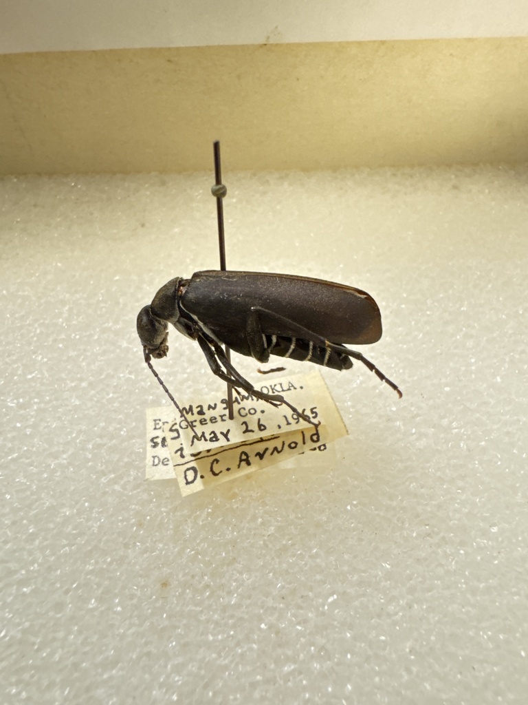 White-necklace Blister Beetle from W Jefferson St, Mangum, OK, US on ...