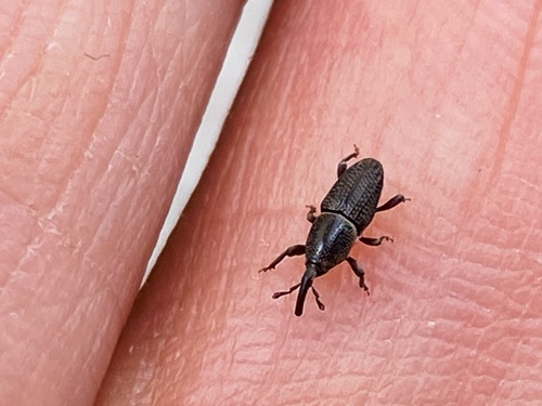 Genus Polytus · iNaturalist