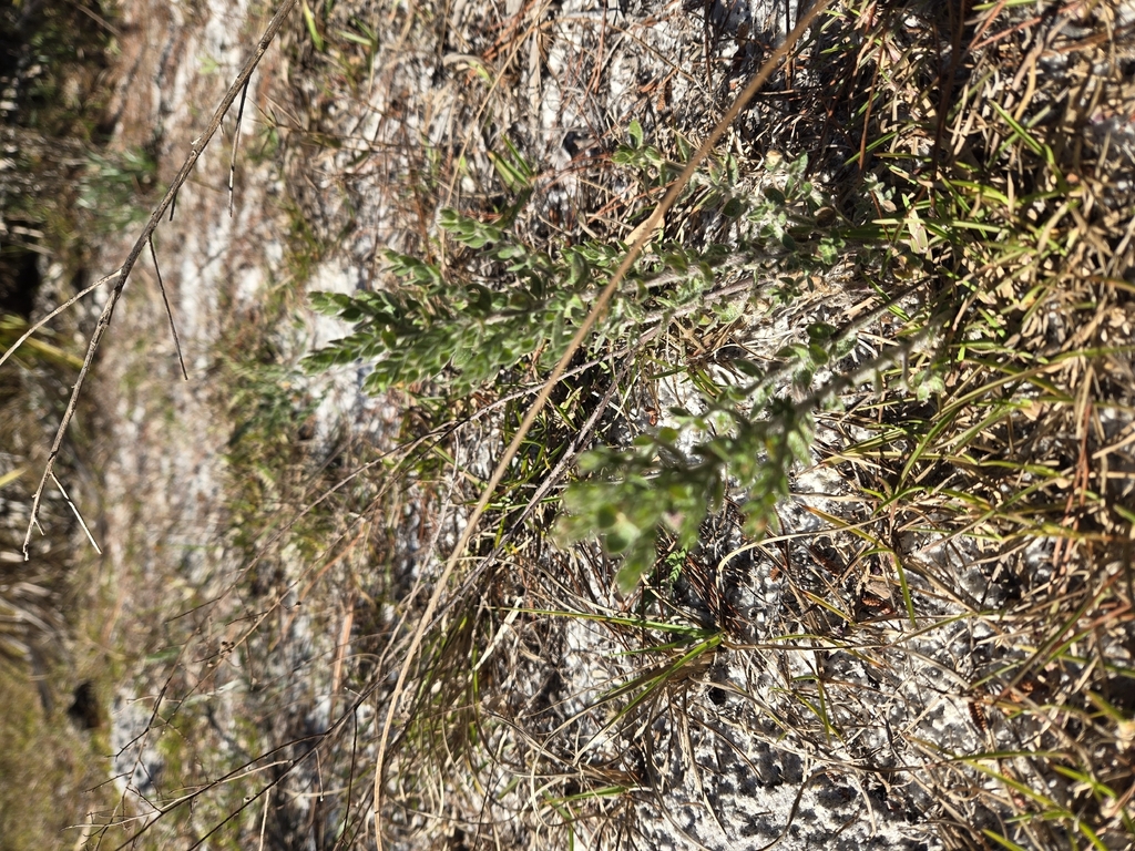 Nodding Pinweed from Florida, US on January 27, 2026 at 10:47 AM by ...