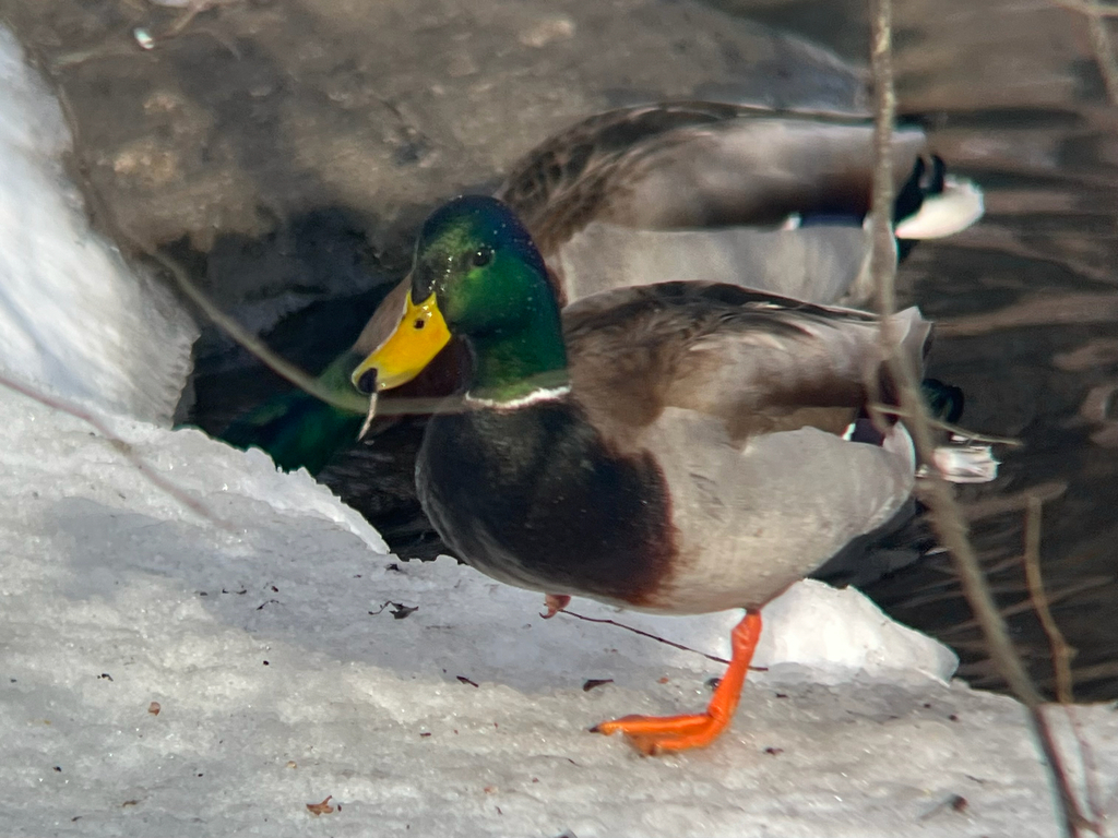 Mallard from Central Park W, New York, NY, US on January 27, 2026 at 10 ...