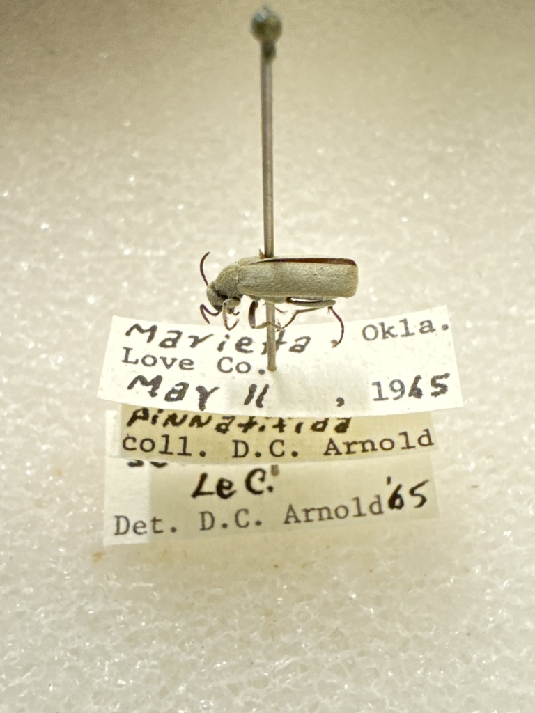 Epicauta sericans from Seminole St, Marietta, OK, US on May 11, 1965 at ...
