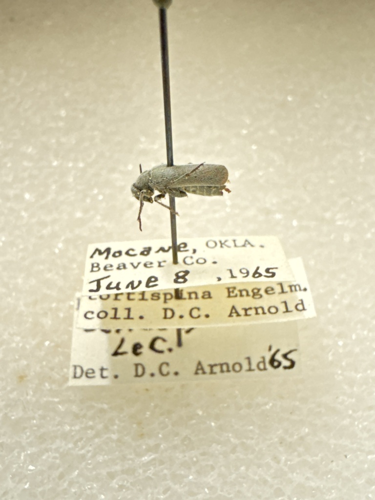 Epicauta sericans from US-64, Forgan, OK, US on June 8, 1965 at 11:32 ...
