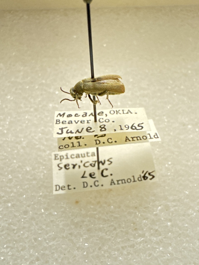 Epicauta sericans from US-64, Forgan, OK, US on June 8, 1965 at 11:33 ...