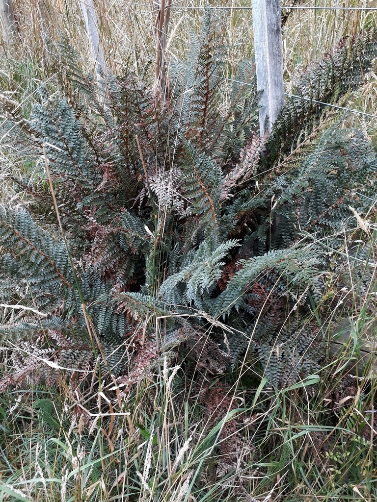 Prickly Shield Fern from Beside Reserve Road, Little River 7591, New ...