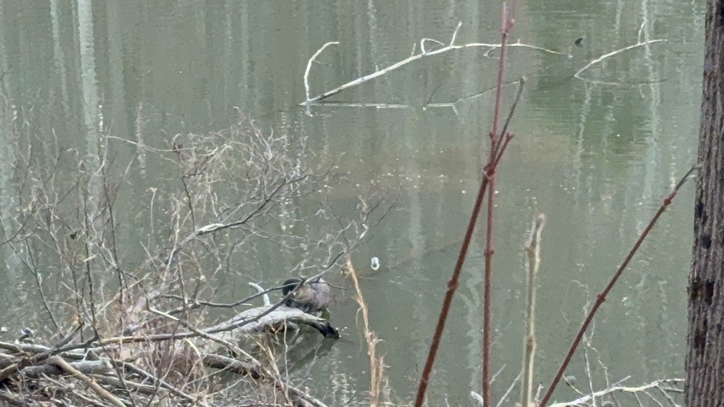 North American River Otter from Albemarle County, VA, USA on January 04 ...