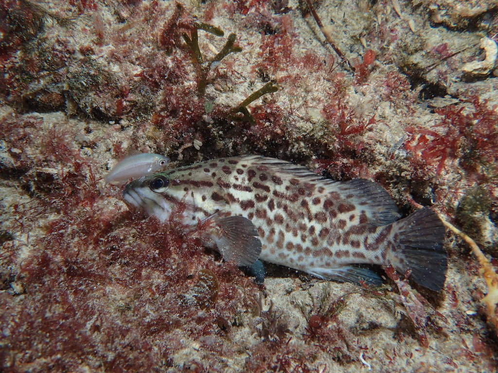 Western Wirrah (Acanthistius serratus) - Marine Life Identification