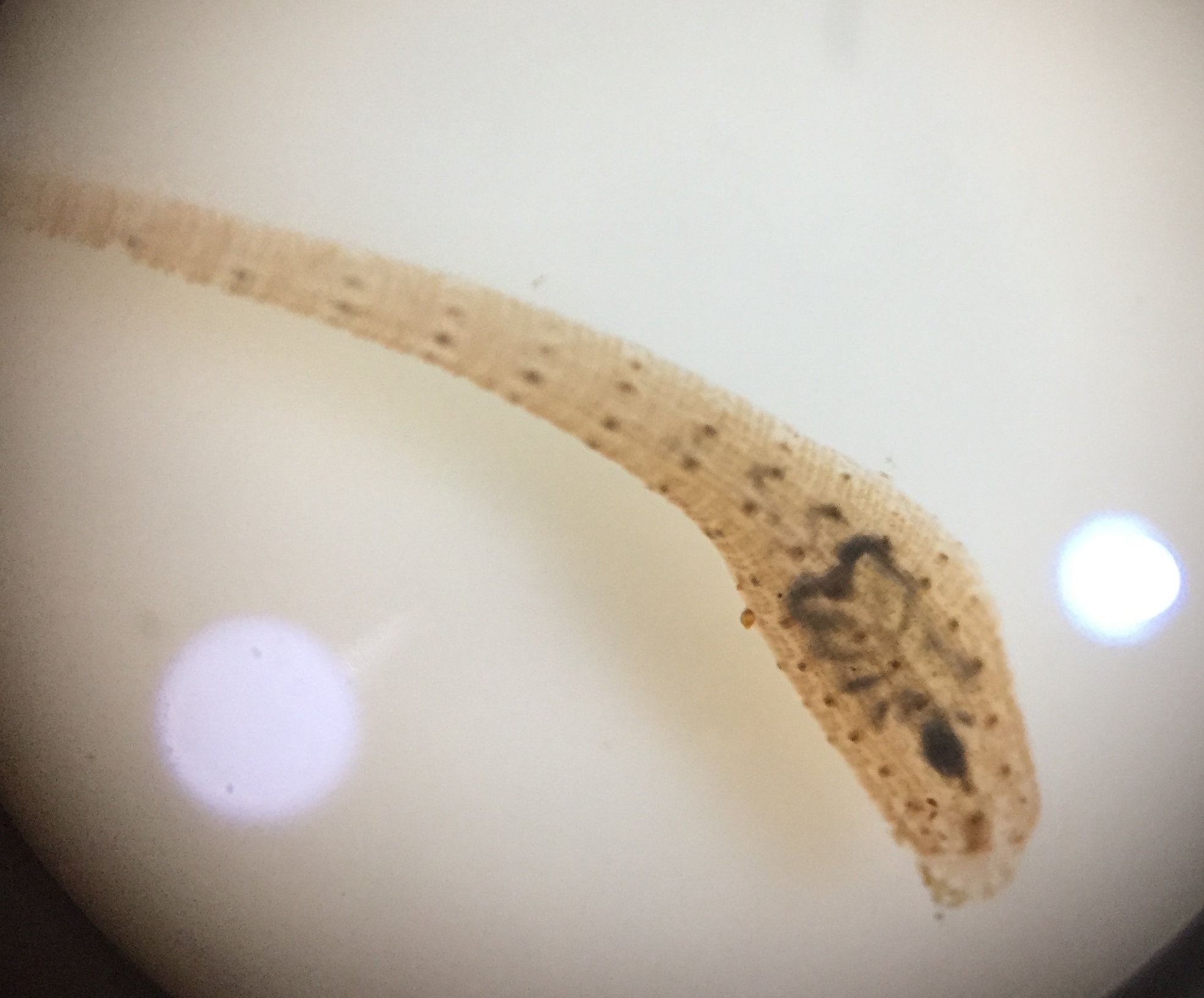 Helobdella europaea Kutschera, 1987