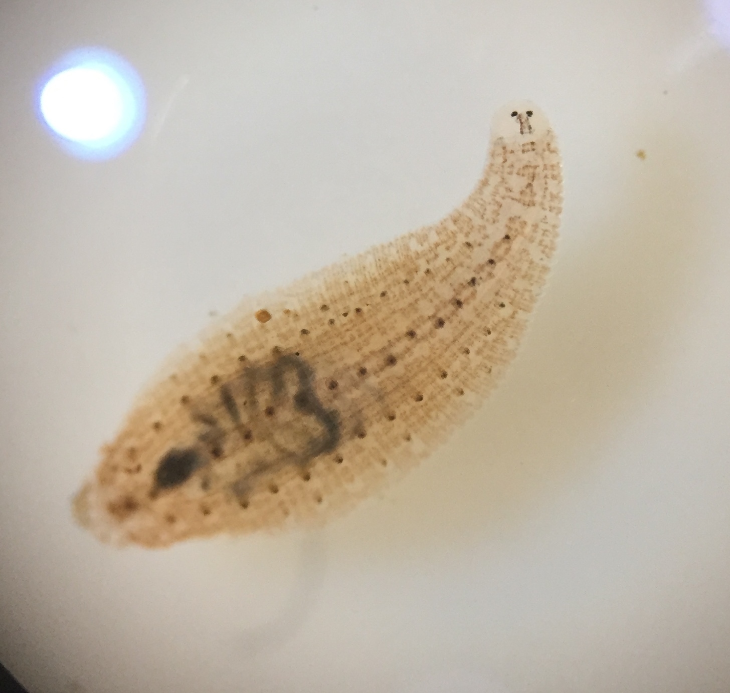 Helobdella europaea Kutschera, 1987