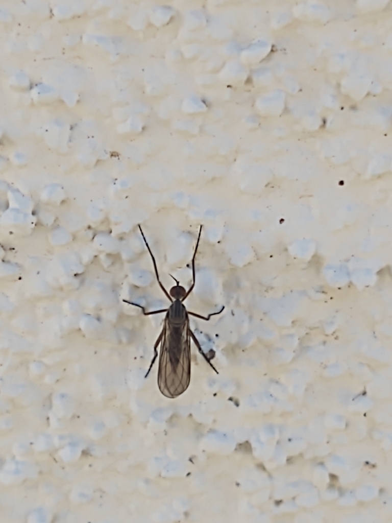 Empis from SANTA ROSA VA, CA 93012, USA on January 27, 2026 at 10:40 AM ...