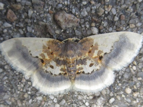 Ninodes watanabei · iNaturalist