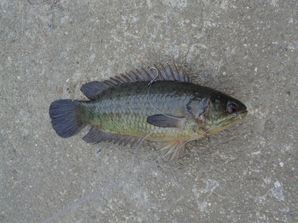 Climbing Perch (Anabas testudineus) - Marine Life Identification