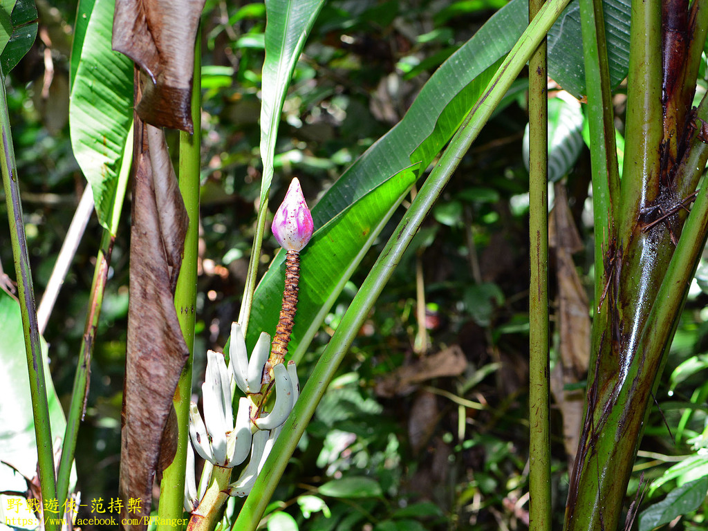 Musa campestris from 馬來西亞砂拉越美里省 on October 16, 2019 at 10:32 AM by ...