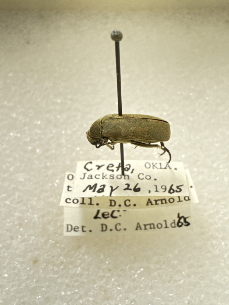 Epicauta sericans from Eldorado, OK, US on May 26, 1965 at 03:24 PM by ...