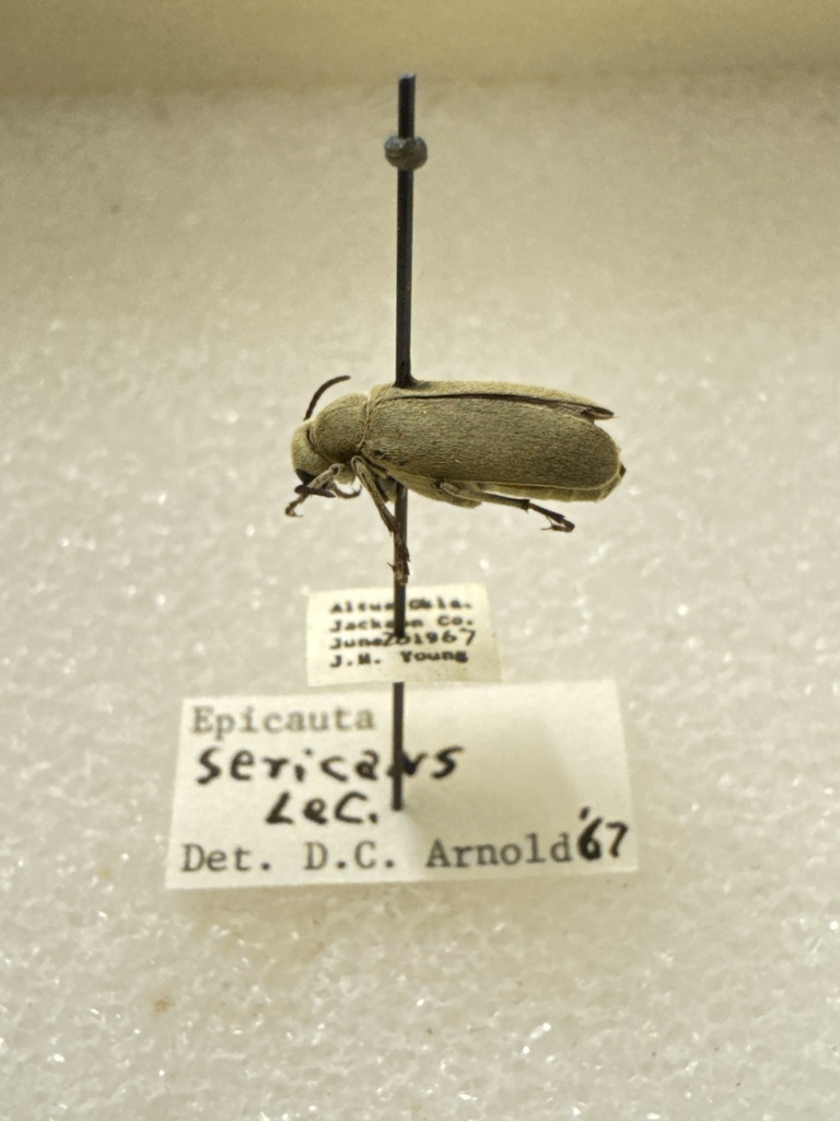 Epicauta sericans from W Ridgecrest Rd, Altus, OK, US on June 20, 1967 ...