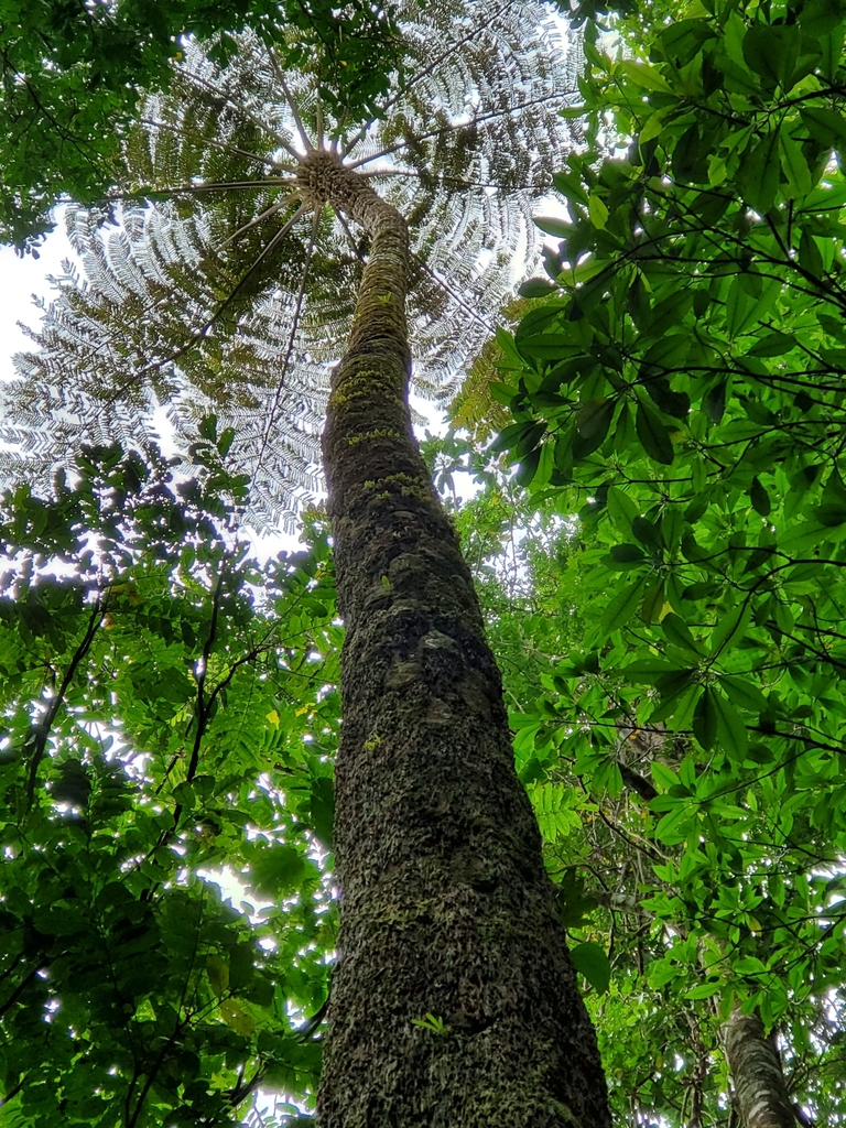 Sphaeropteris intermedia from Provincial de Thy, NC-SU-DU, NC-SU, NC on ...