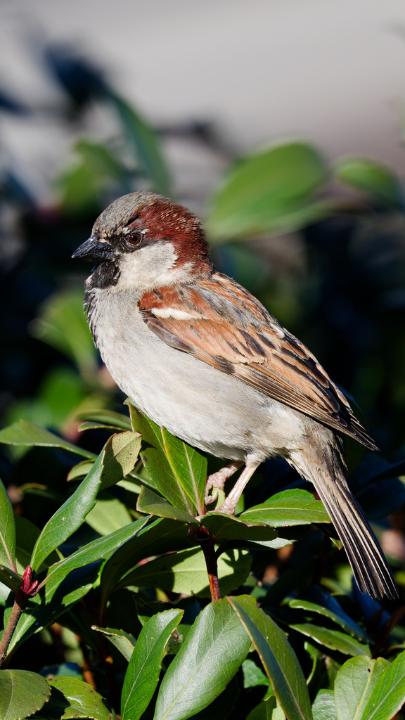 House Sparrow from French Quarter, New Orleans, LA, USA on January 27 ...