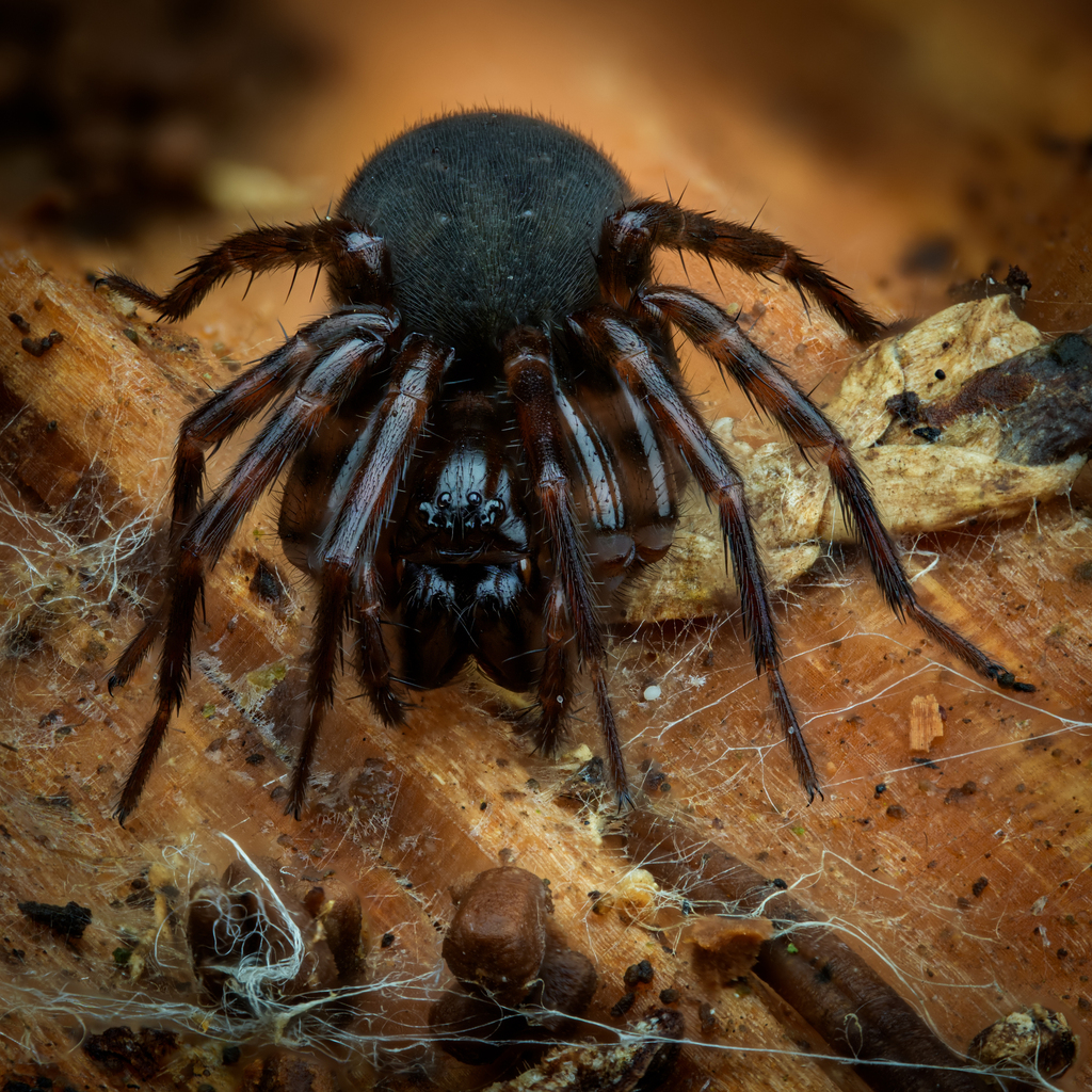 Callobius from 7303 259th Pl NE, Redmond, WA 98053, USA on January 27 ...