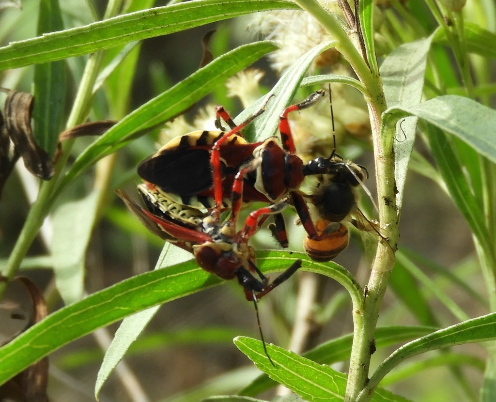 Bee Assassins from Mazatlán, MX-SI, MX on February 08, 2020 at 11:43 AM ...