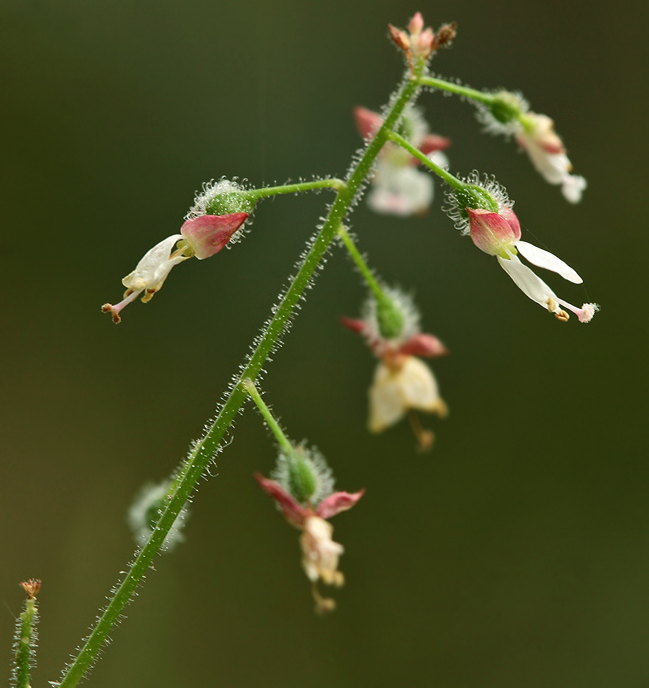 (Circaea canadensis quadrisulcata) - Botanical Realm
