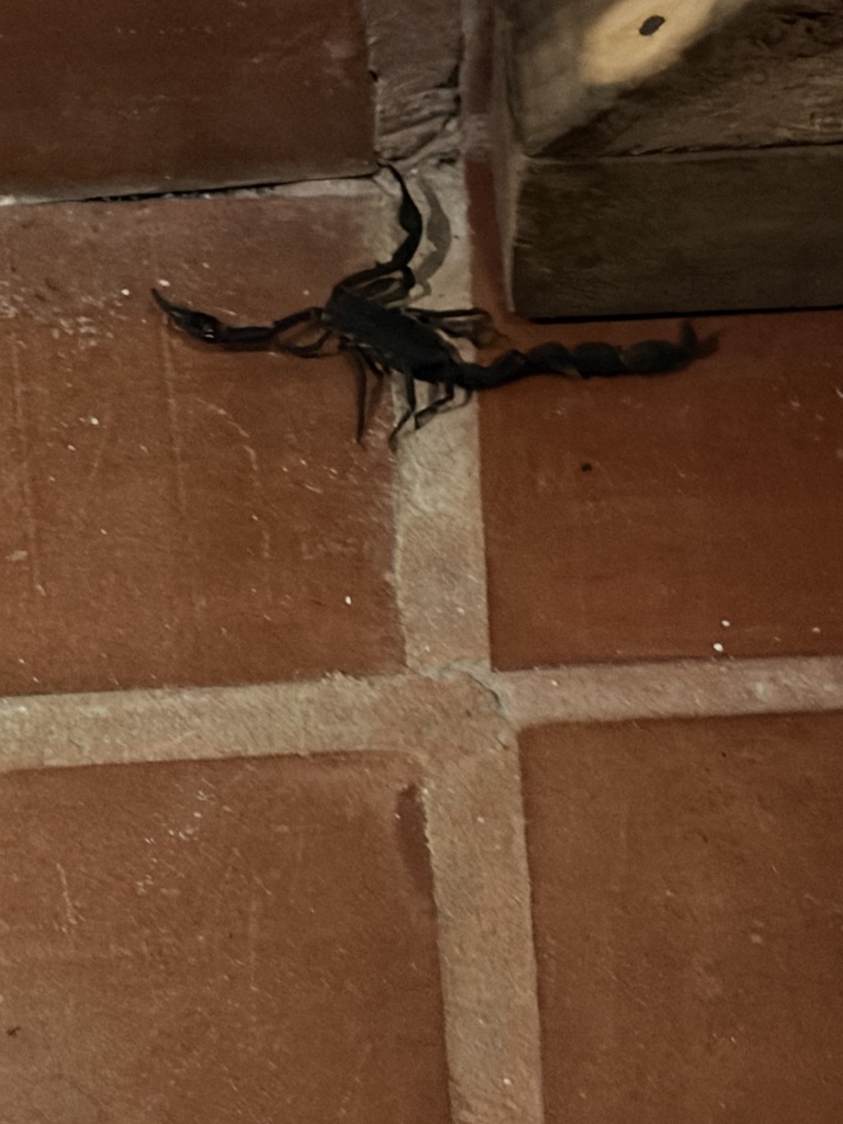 Arrowbreasted Scorpions from La Chorrera District, Panamá Oeste ...