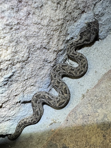 Red Adder (Bitis rubida) - Snakes and Lizards