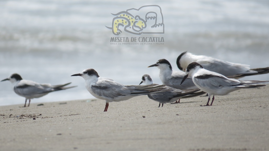 Common Tern from Rosario, Sin., México on October 10, 2013 at 04:14 AM ...