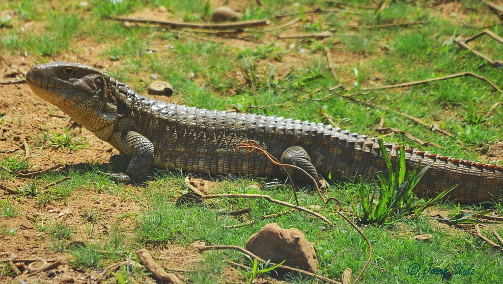 Paraguay Caiman Lizard from Poconé - Mato Grosso, 78175-000, Brasilien ...