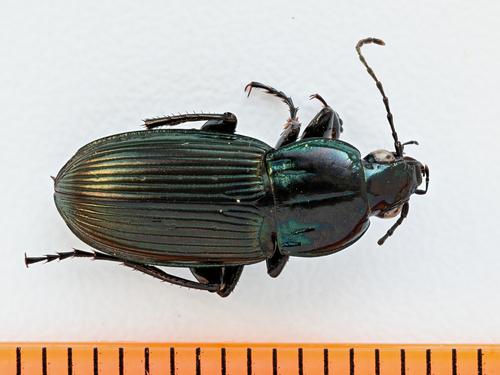 Poecilus fortipes · iNaturalist United Kingdom