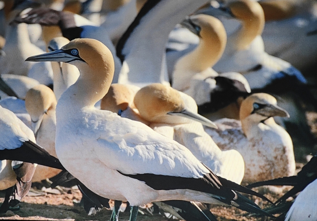 Cape Gannet from Overberg, Zuid-Afrika on October 15, 1996 at 06:18 AM ...