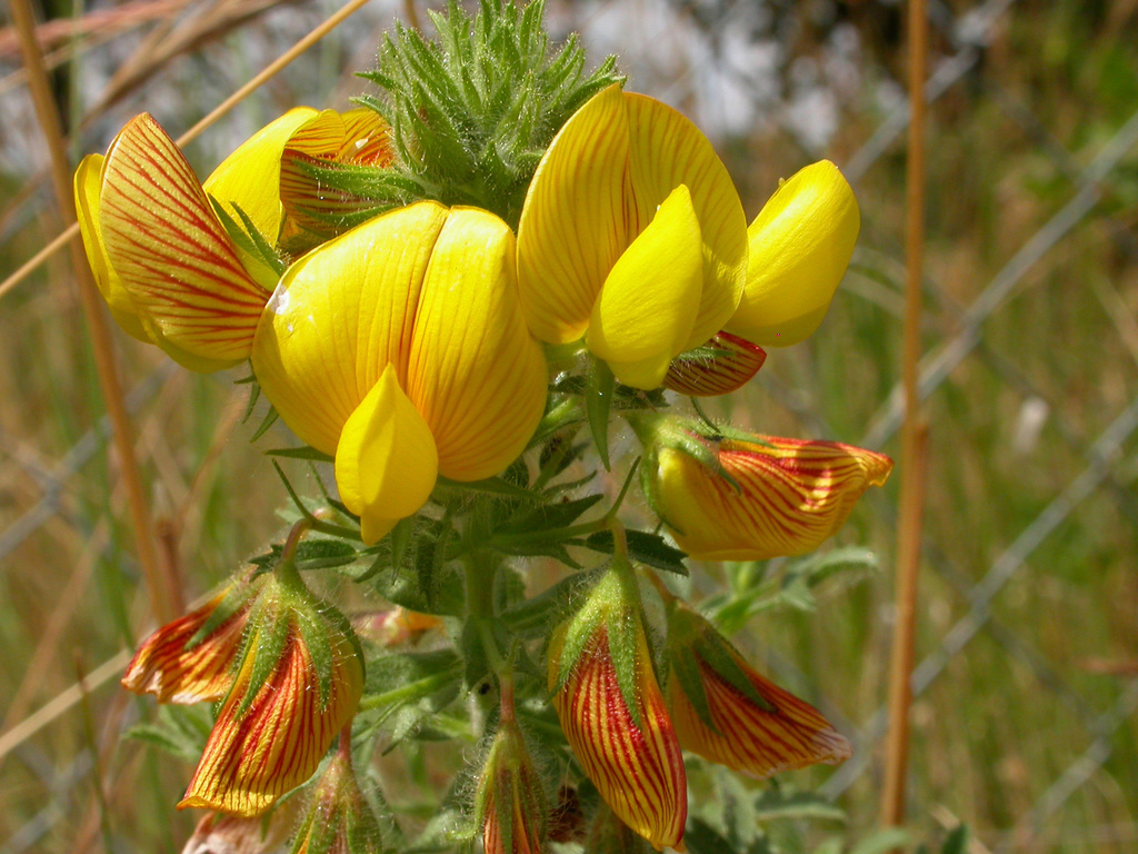 yellow restharrow from 37500 Chinon, France on June 25, 2004 at 02:56 ...