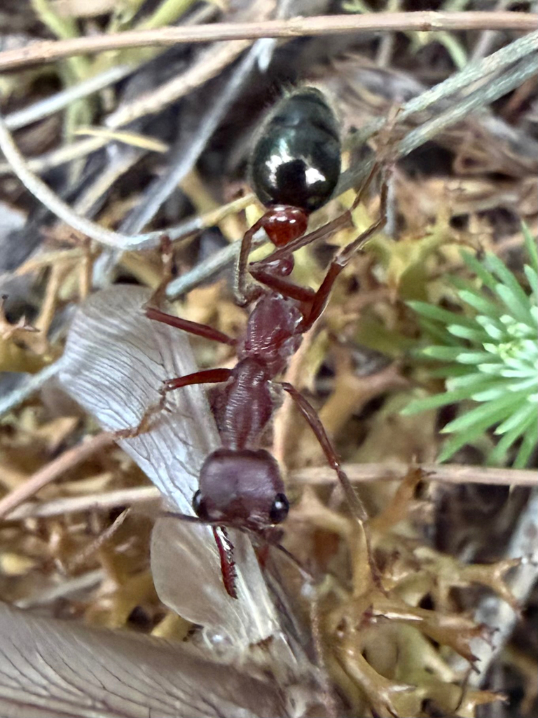 Inchman Ant from Hazards Beach Track, Freycinet, TAS, AU on January 28 ...