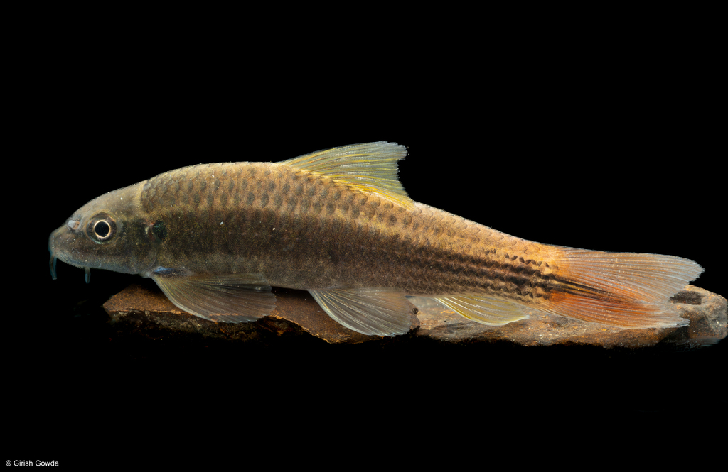Mullya Garra from Ardra nature stay on January 25, 2026 at 03:31 PM by ...