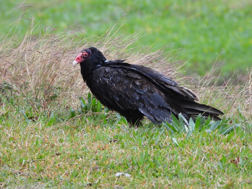 Turkey Vulture from Harris County, TX, USA on January 25, 2026 at 09:23 ...
