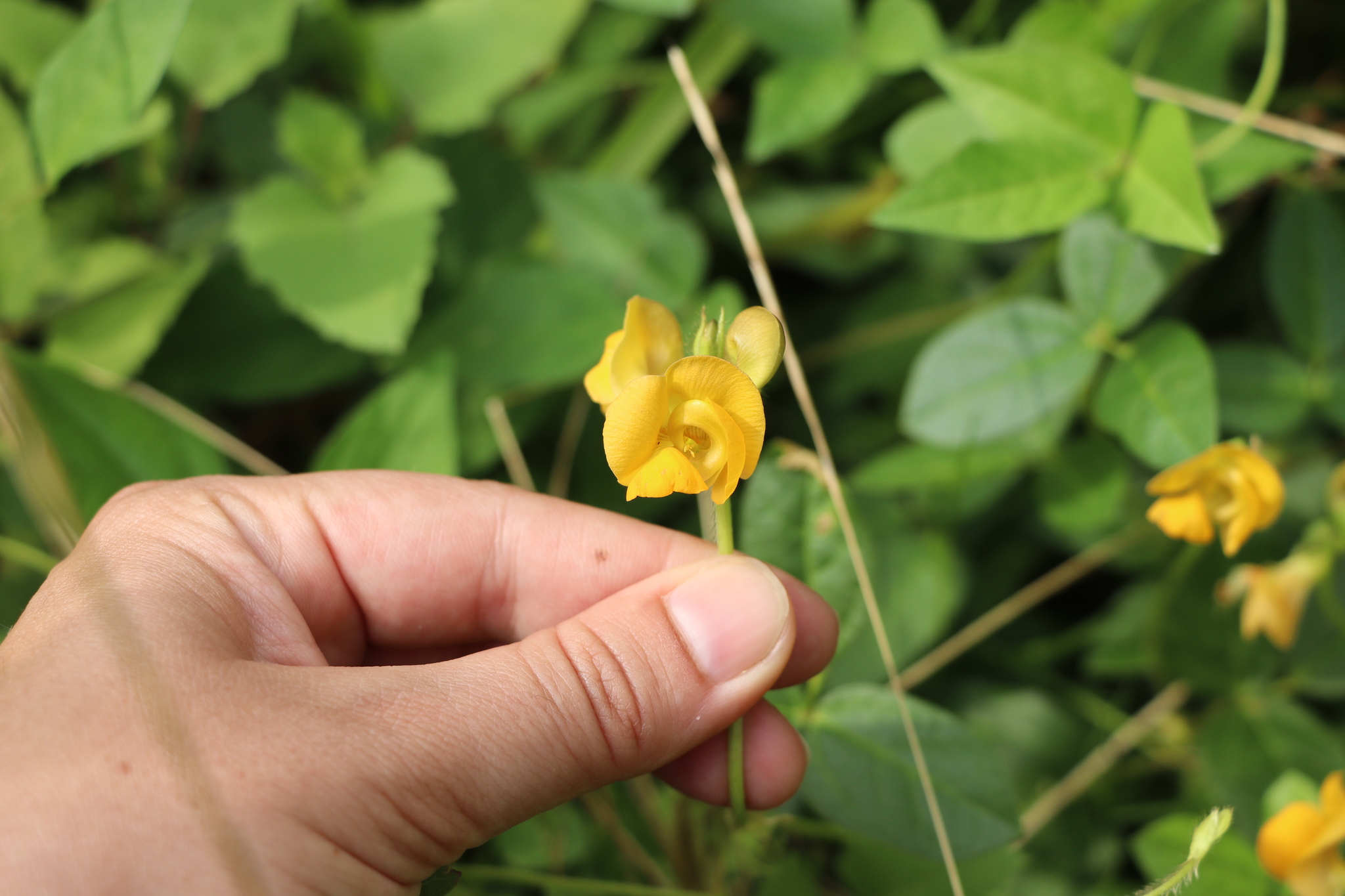 Vigna longifolia (Benth.) Verdc.