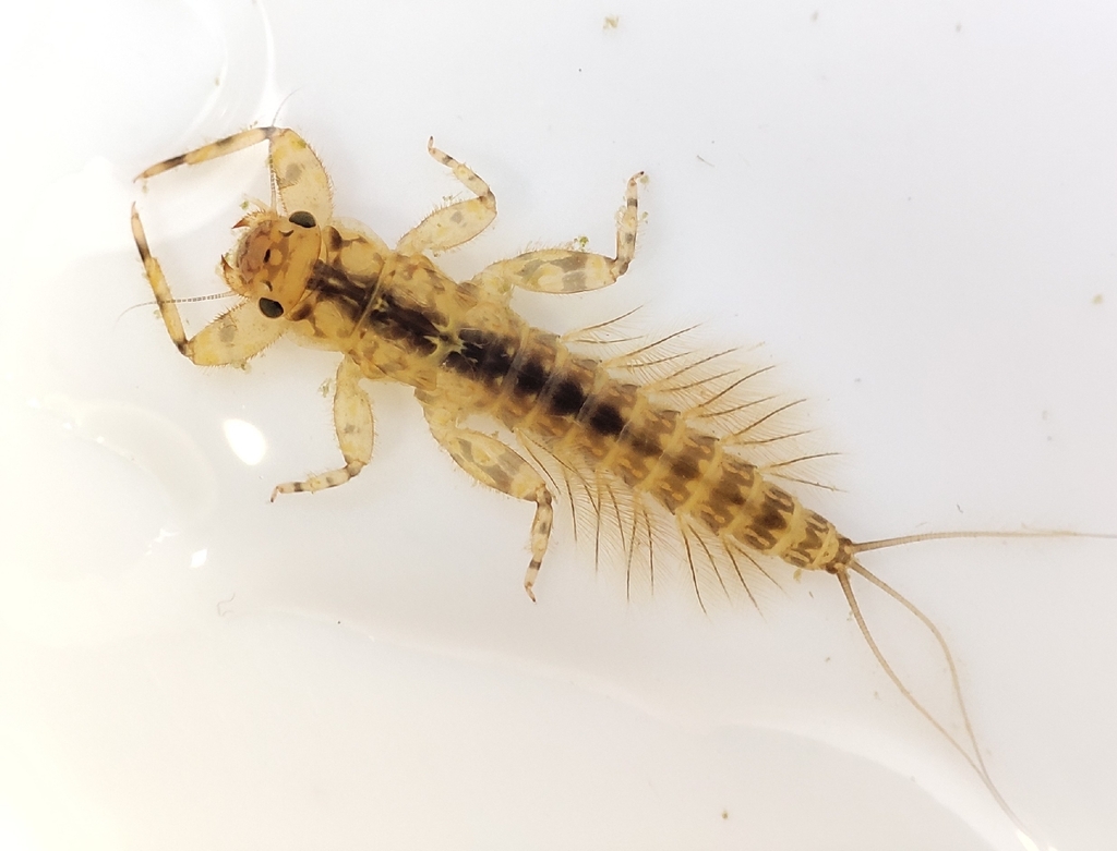 Potamanthus from Fuzhou, CN-FJ, CN on January 18, 2026 at 01:15 PM by ...