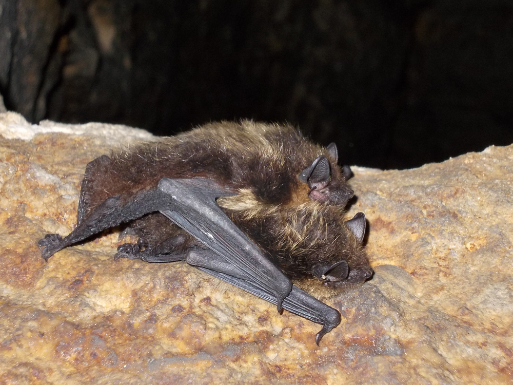 Northern Bat (Eptesicus nilssonii) - Know Your Mammals