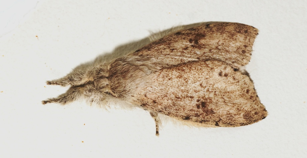 Calliteara angulata in January 2026 by sk2 · iNaturalist