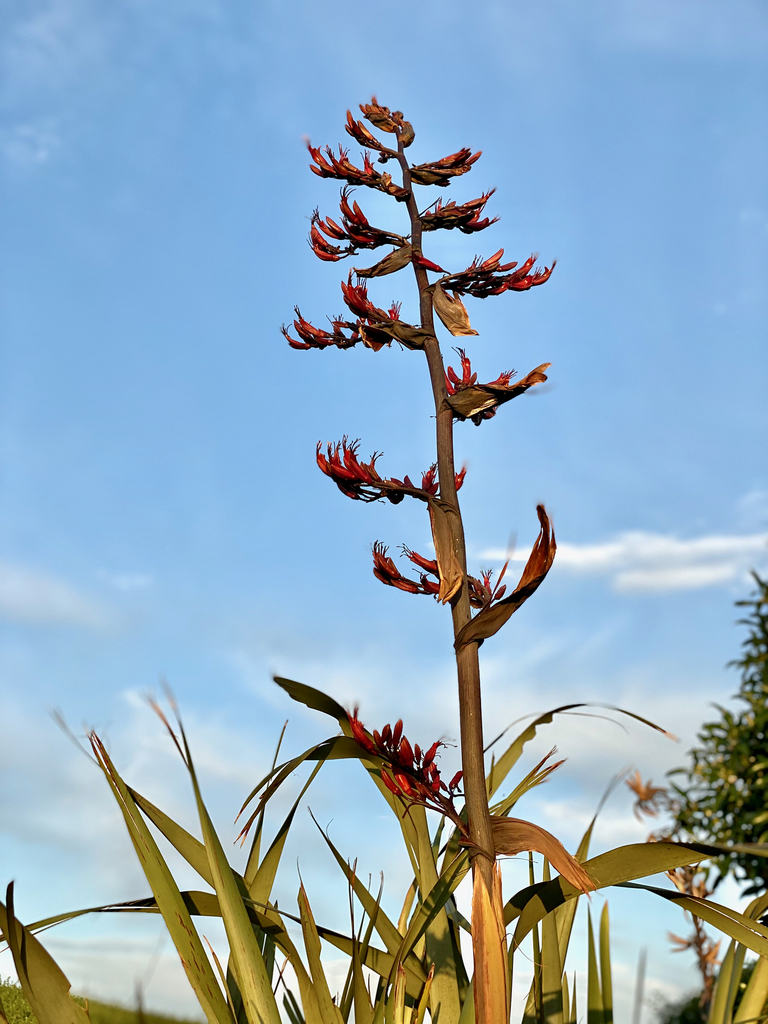 NZ flax Harakeke (100 Wild Things NZ) · iNaturalist