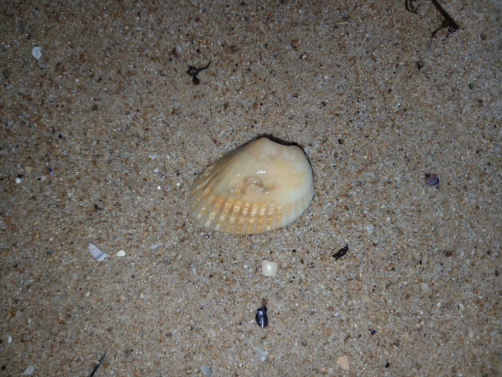 Sydney Cockle from Adelaide SA, Australia on January 29, 2026 at 01:16 ...