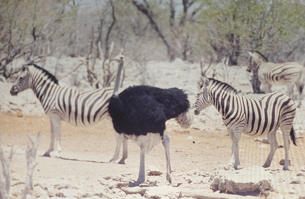 Common Ostrich from Oshikoto, Namibië on October 31, 1996 at 06:31 AM ...
