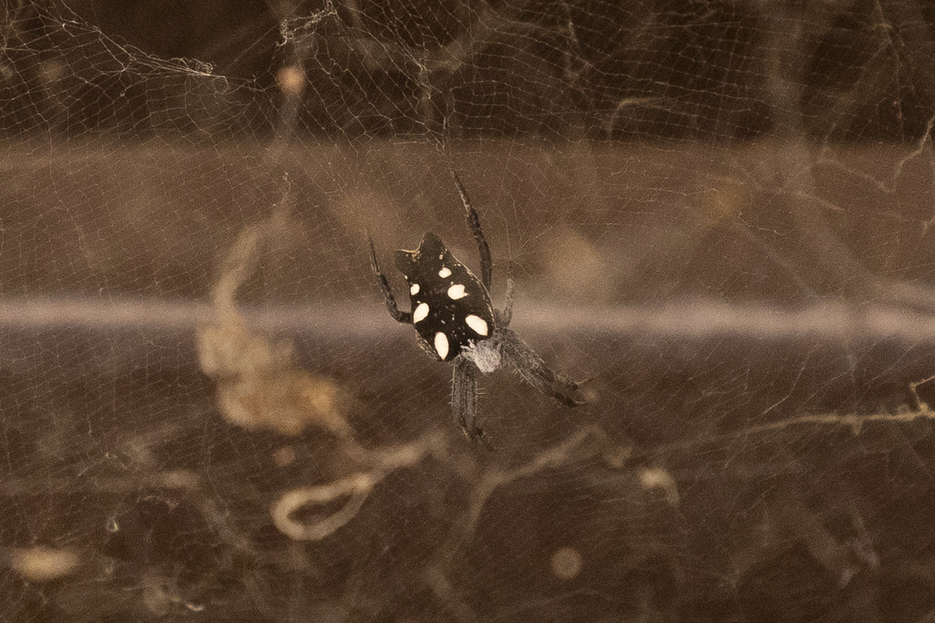Tropical Tent-web Spider from Mapungubwe National Park, Limpopo, South ...