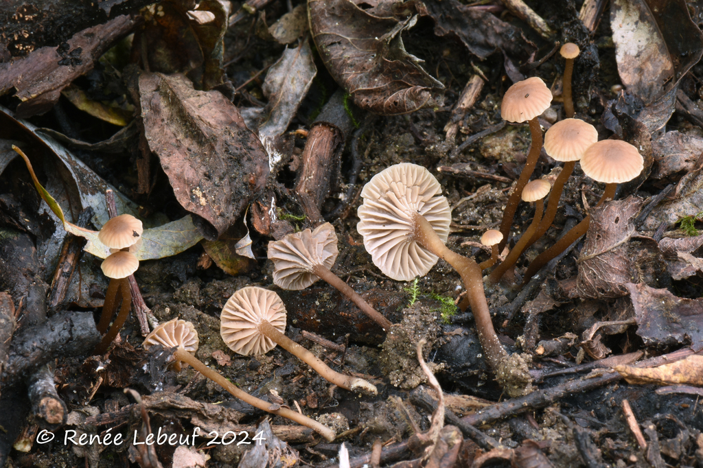 Hodophilus in August 2024 by Renée Lebeuf. HRL4524 Same location as ...