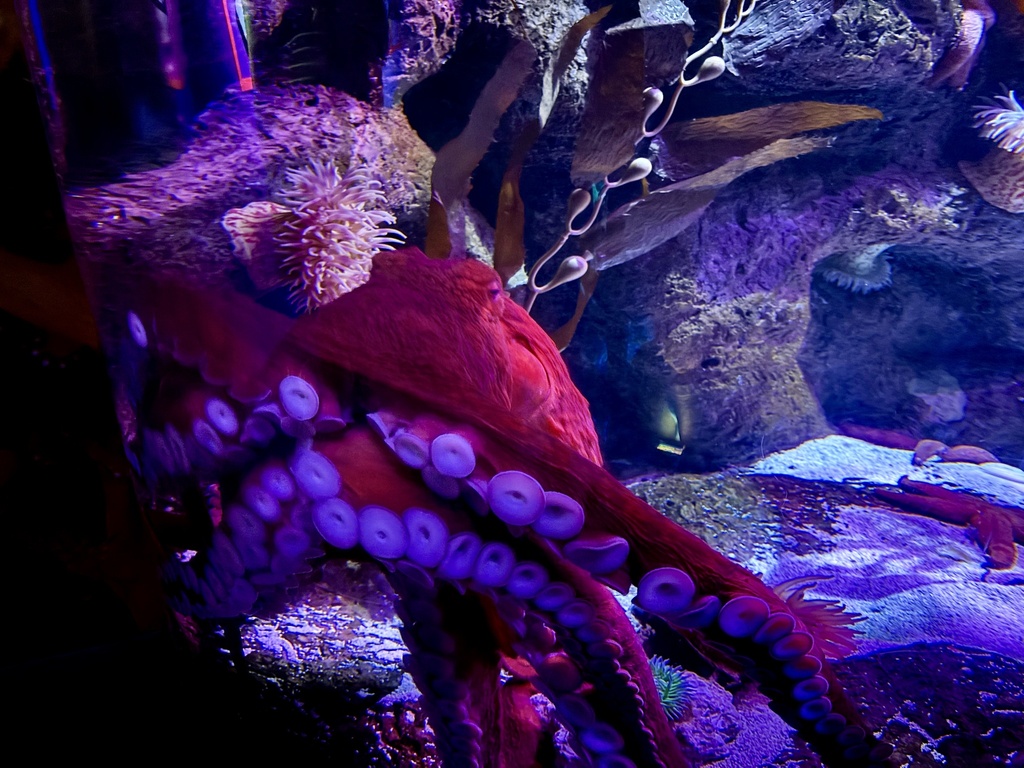 Giant Octopuses from The Florida Aquarium, Tampa, FL, US on November 04 ...